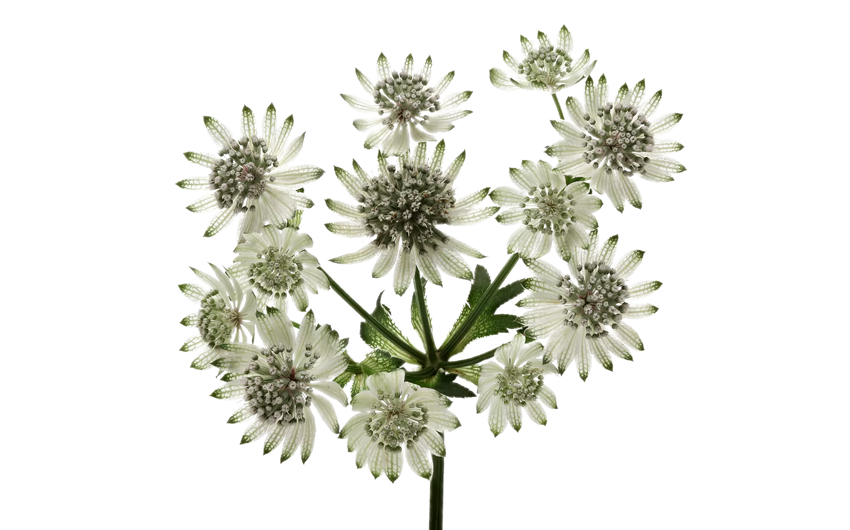 Astrantia Billion Star® XL | Marginpar